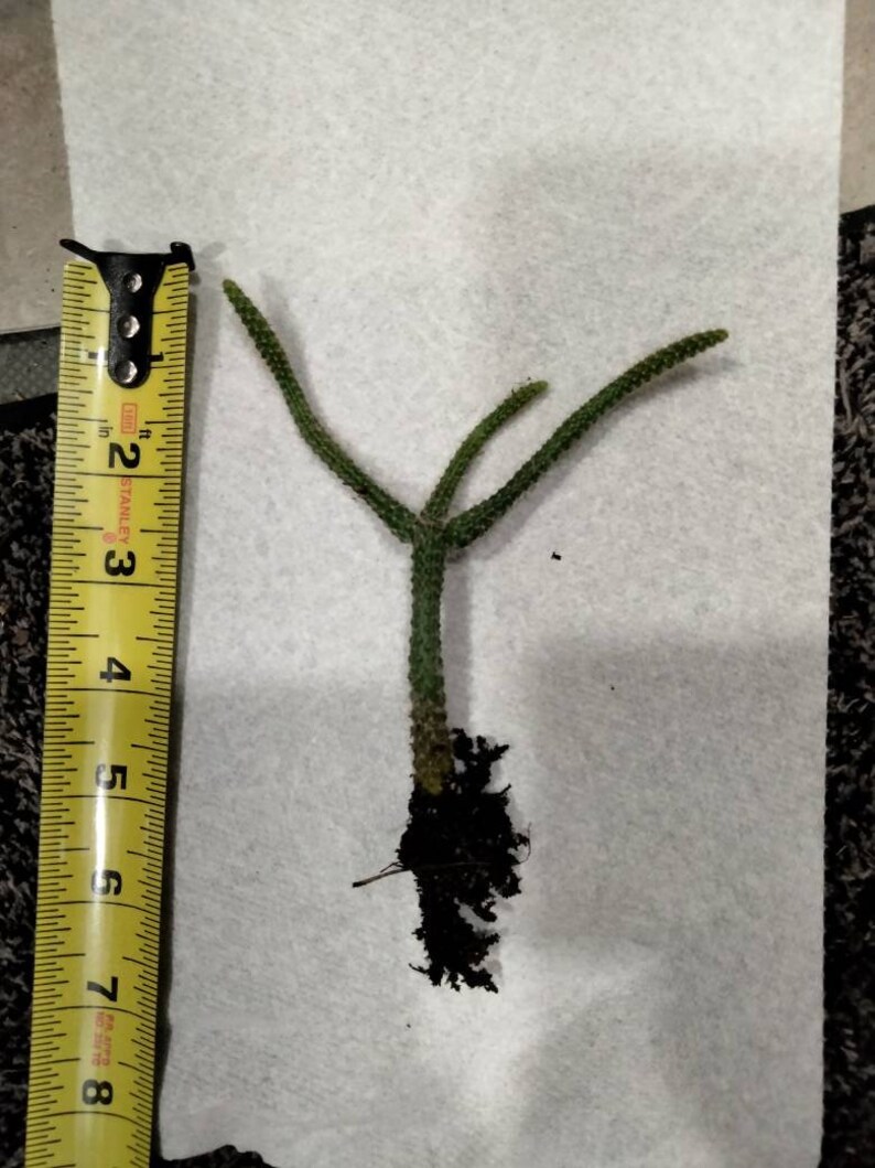 Aporocactus 1 Rooted Plant Flagelliformis Pink Rat Tail Cactus - Etsy