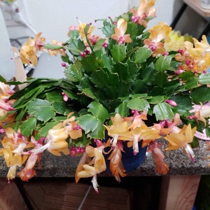 Christmas Cactus thor Sophia 1 Rooted Plant Schlumbergera Yellow Flower Thanksgiving Cactus - Etsy