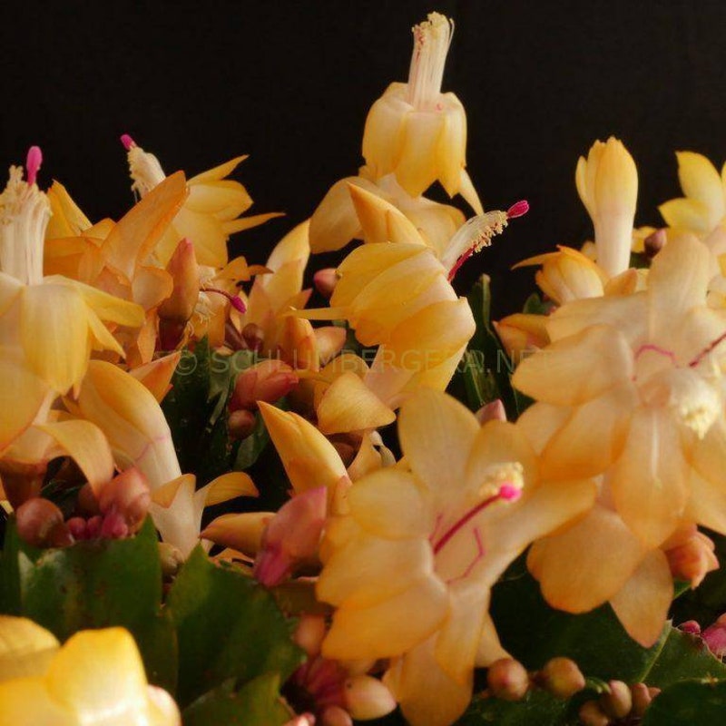 Yellow Christmas Cactus - Etsy