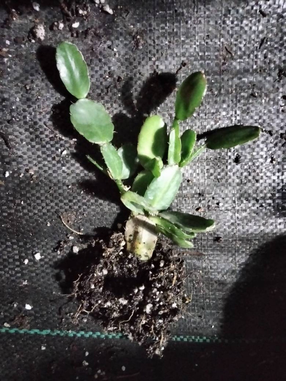 Easter Cactus ottawa Spirit Pink-purple 1 Rooted Plant Rhipsalidopsis ...