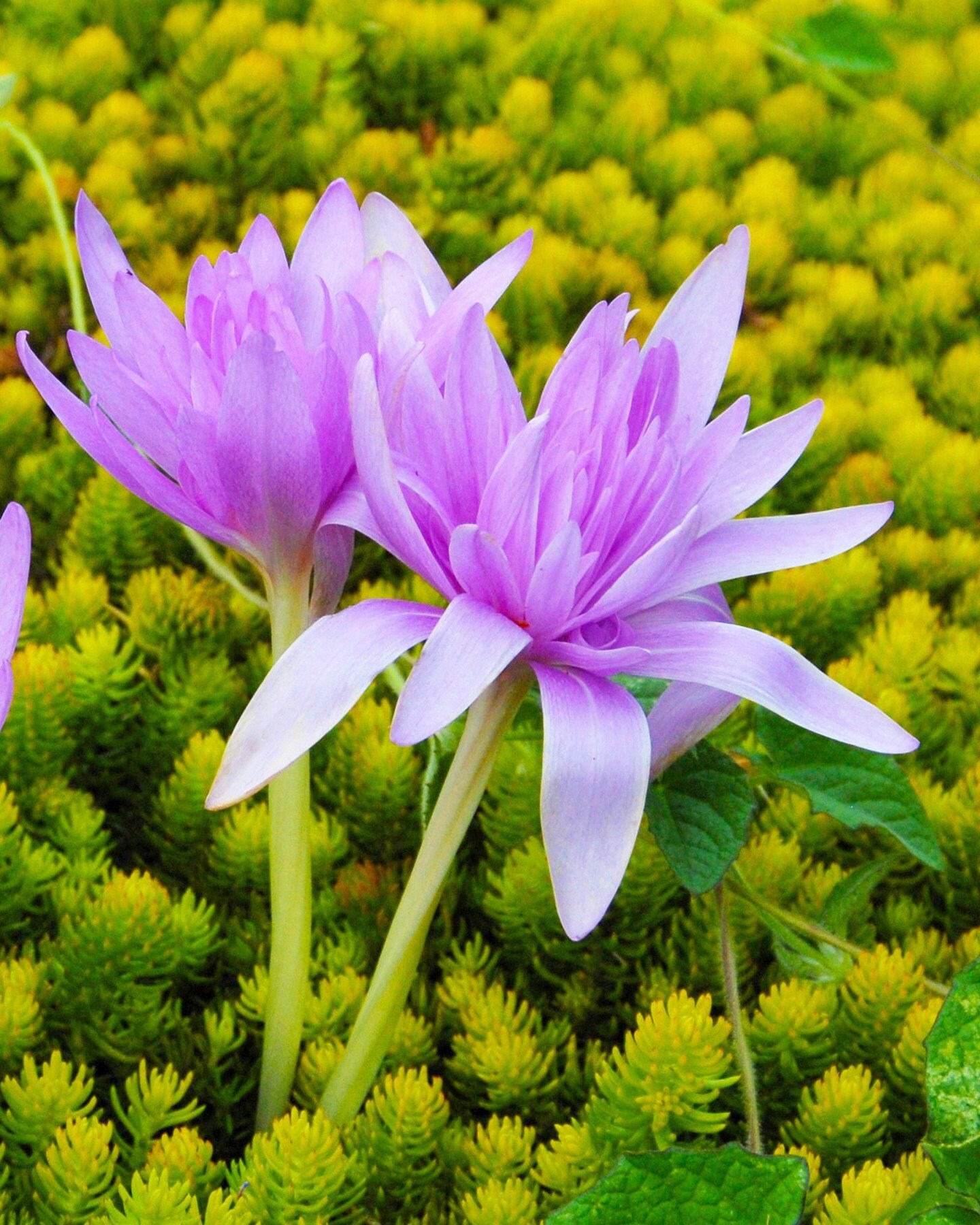 Colchicum 'waterlily' Pink Double Color Fall Blooming Flower Perennial ...