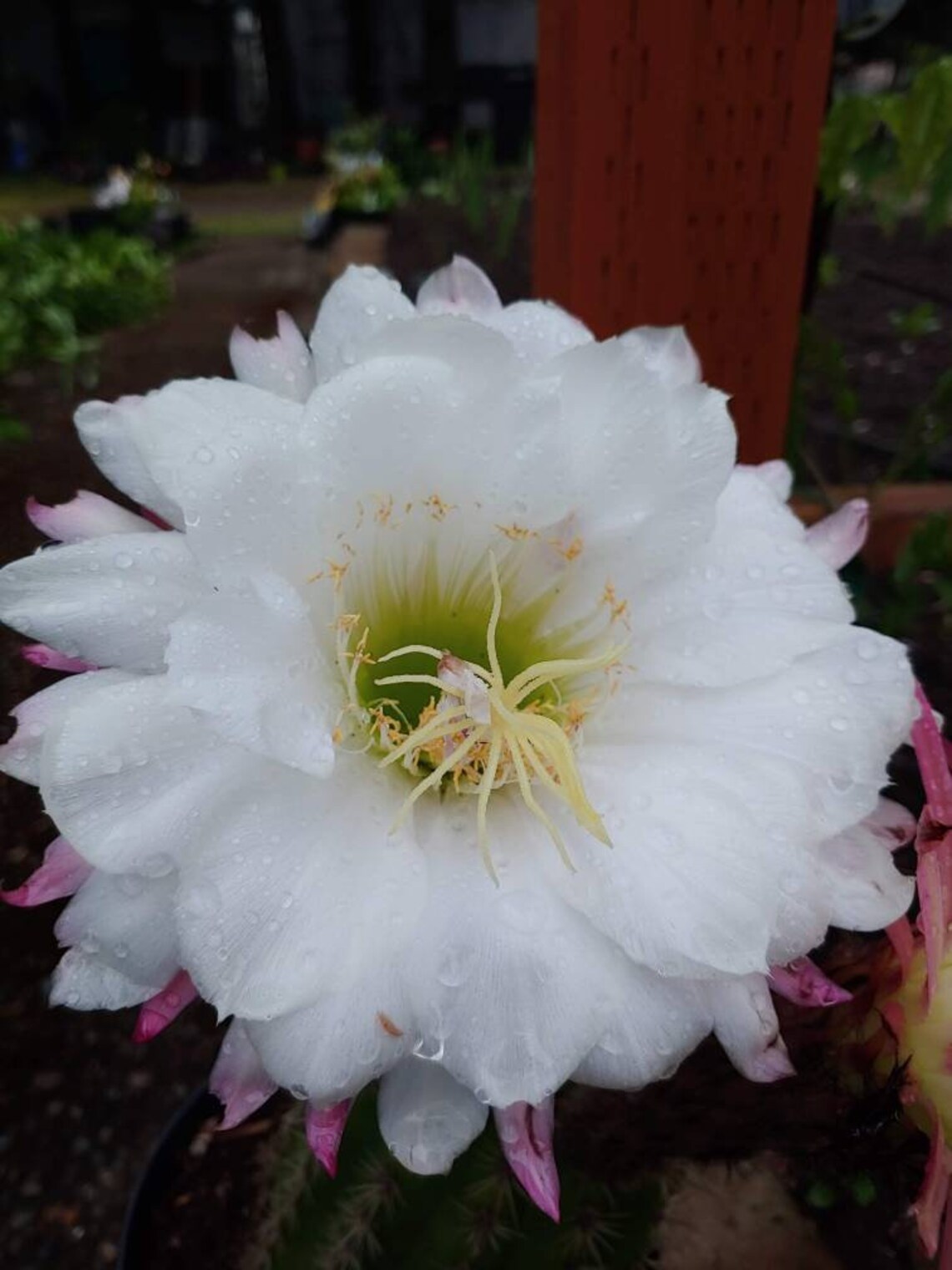 Trichocereus Hybrid Sun Goddess With Huge Bloom Cactus | Etsy