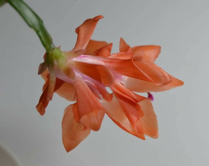 Schlumbergera/variegated Christmas Cactus 'norris - Etsy