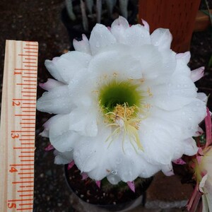 Trichocereus Hybrid Sun Goddess With Huge Bloom Cactus Succulent 1 ...