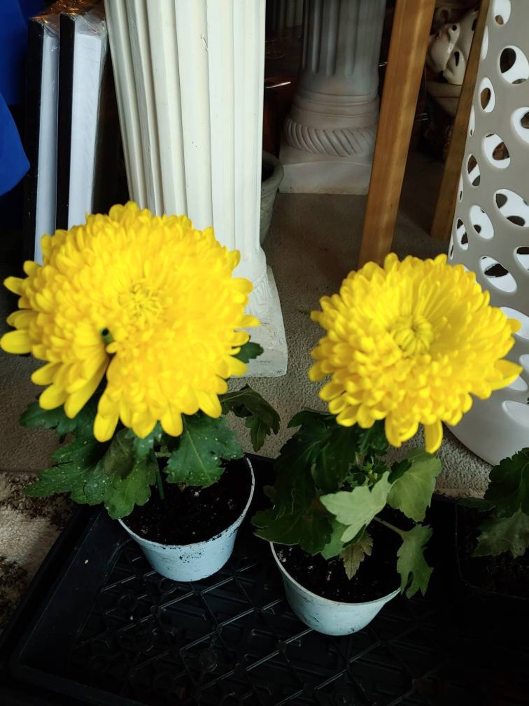 Chrysanthemum Yellow Mum Football Mum 1 Live Rooted Plant. Grow Tall ...