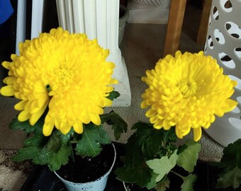 Football Mum Plant - Etsy