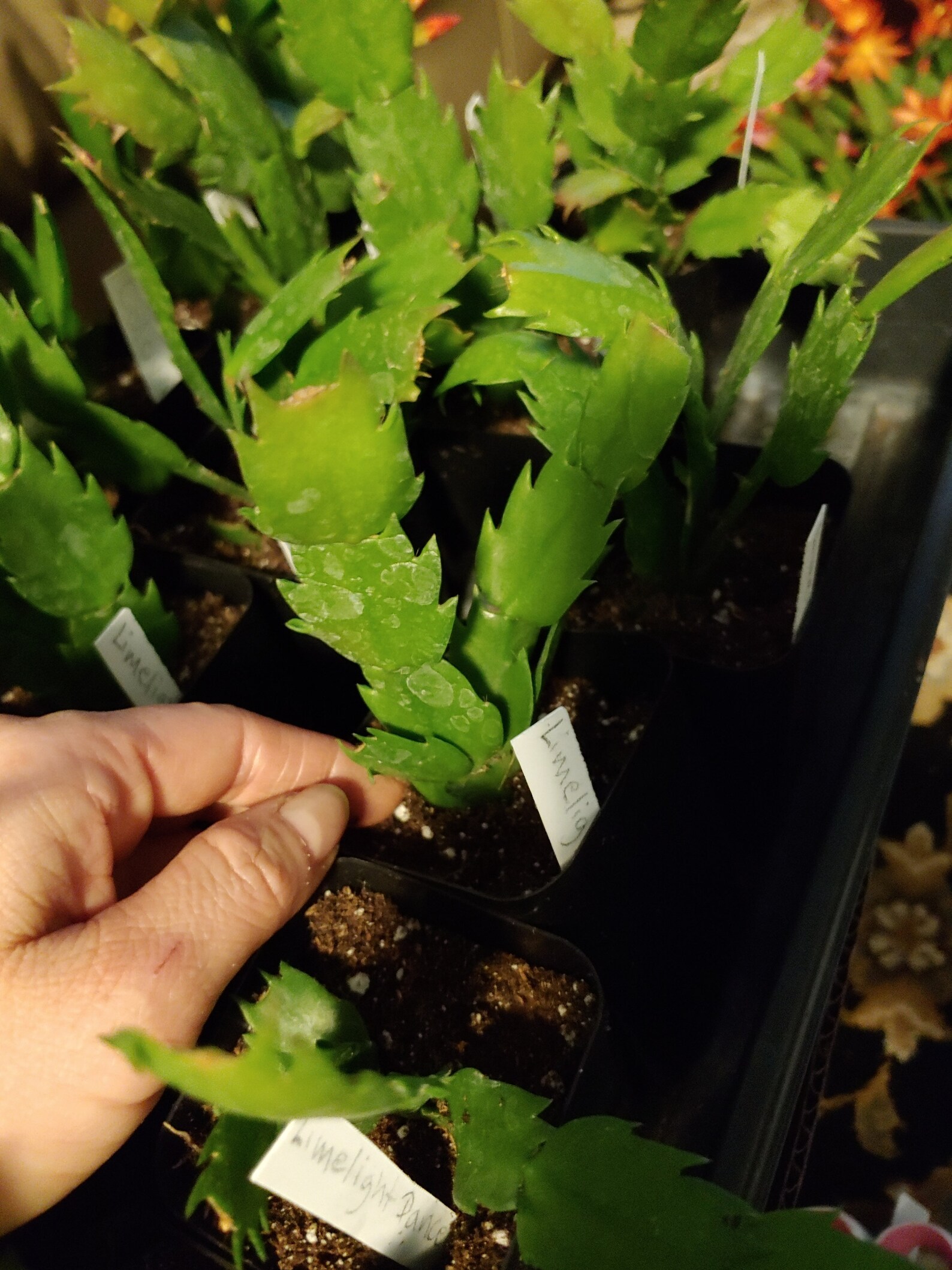 Christmas Cactus 1 Rooted Plant limelight Dancer Thanksgiving ...