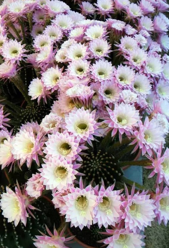 Echinopsis Tubiflora Pink Easter Lily Cactus 1 Rooted Hardy - Etsy