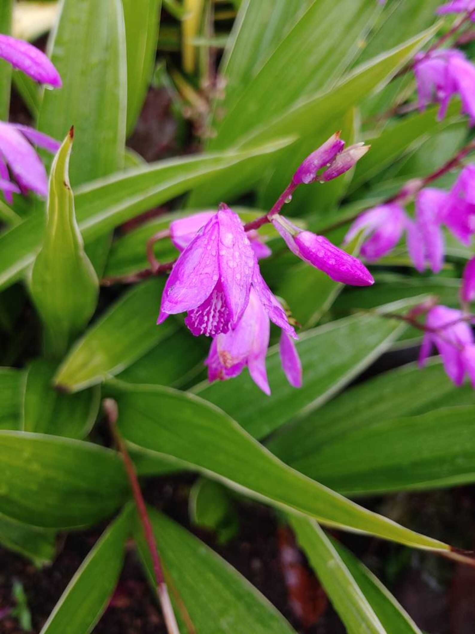 Bletilla Striata Variegata Albostriata Pink Hardy Ground | Etsy