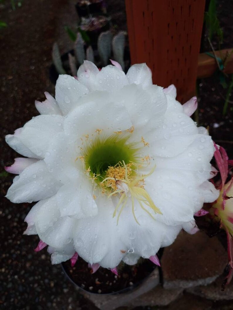 Trichocereus Hybrid Sun Goddess With Huge Bloom Cactus | Etsy