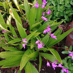 Bletilla Striata Variegata Albostriata Pink Hardy Ground - Etsy