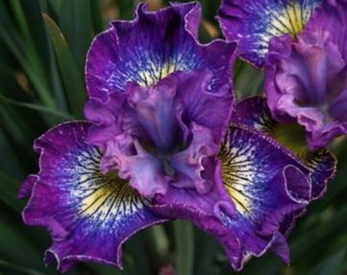 Siberian Iris how Audacious Plant Hardy Perennials | Etsy