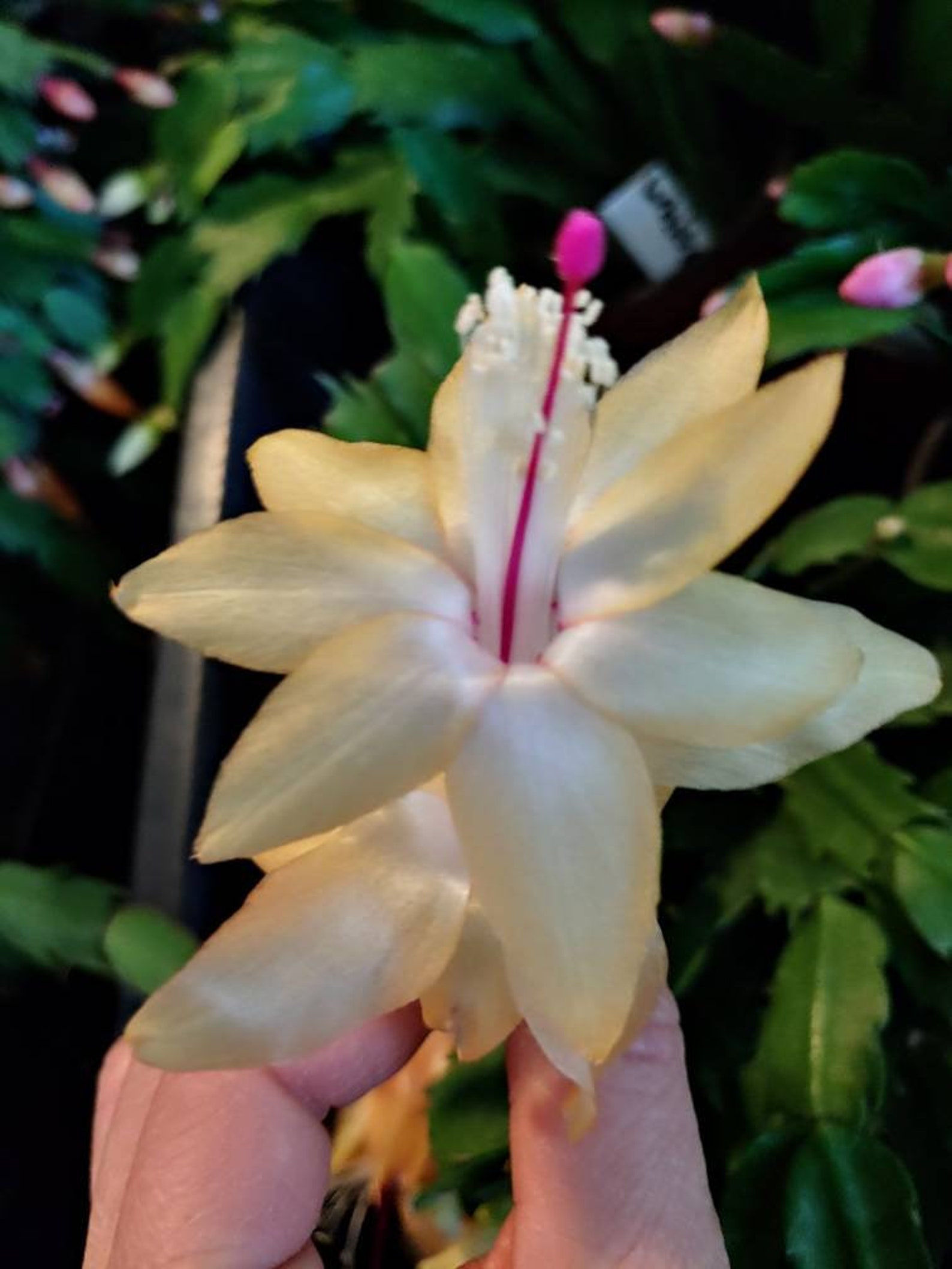 Christmas Cactus 1 Rooted Plant limelight Dancer Thanksgiving ...