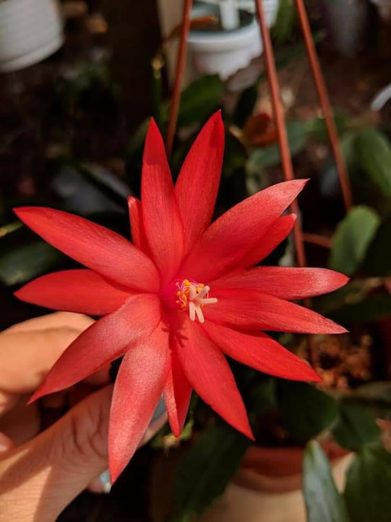 Easter Cactus rio 1 Root Plant Rhipsalidopsis | Etsy