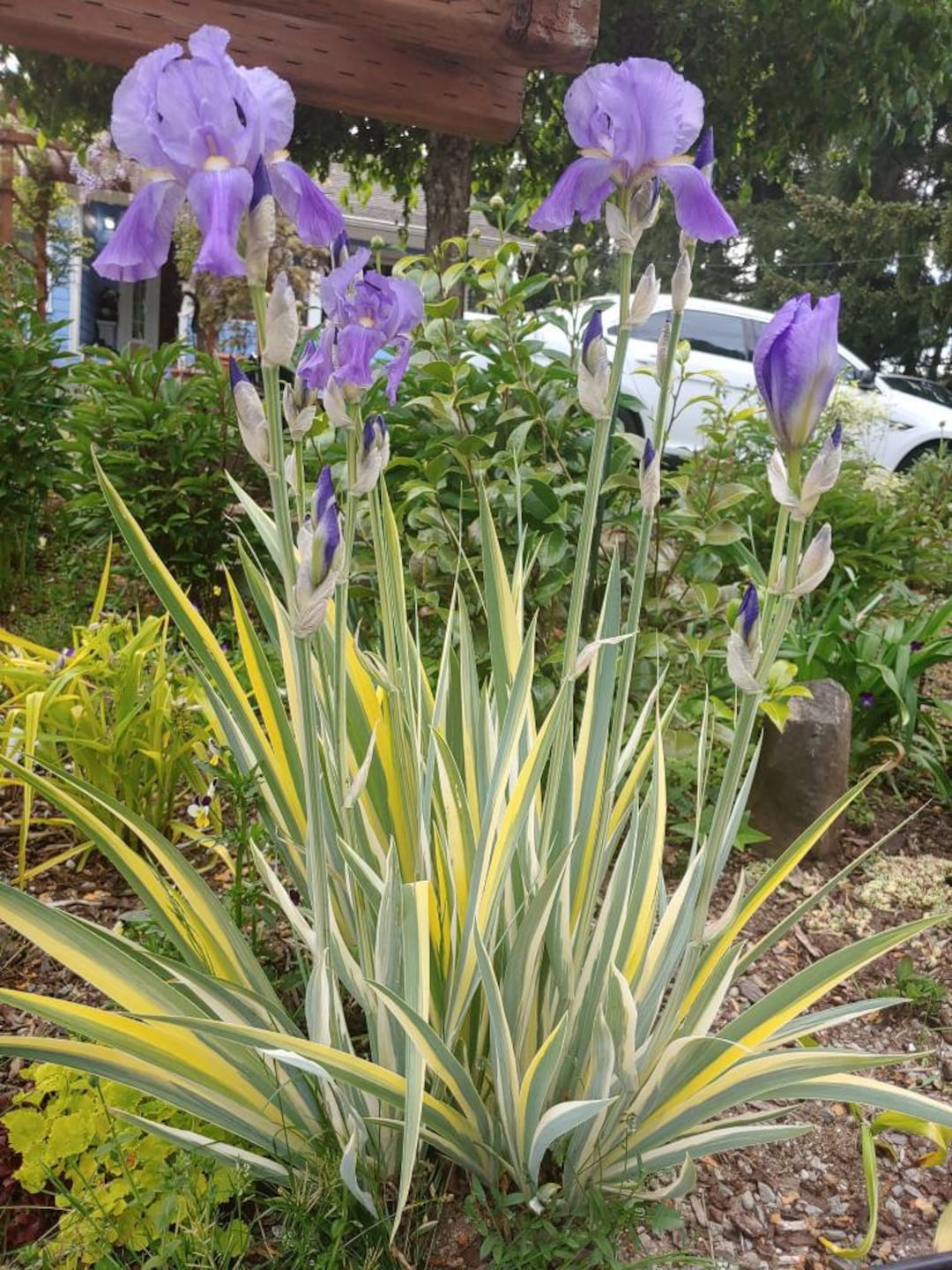 Bearded Zebra Iris Pallida Aureo Variegata Gold Variegated 1 Rooted ...