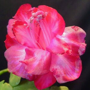 Christmas Cactus purple Devil 1 Rooted Plant Thanksgiving Cactus ...