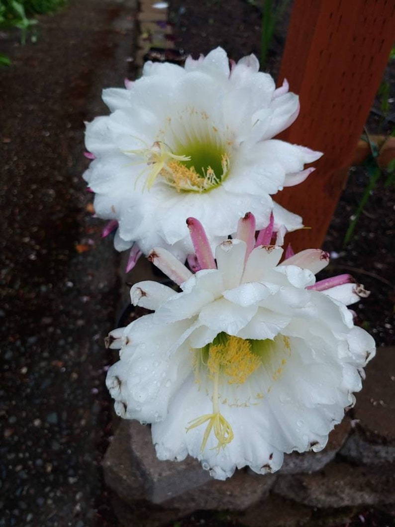 Trichocereus Hybrid Sun Goddess With Huge Bloom Cactus - Etsy