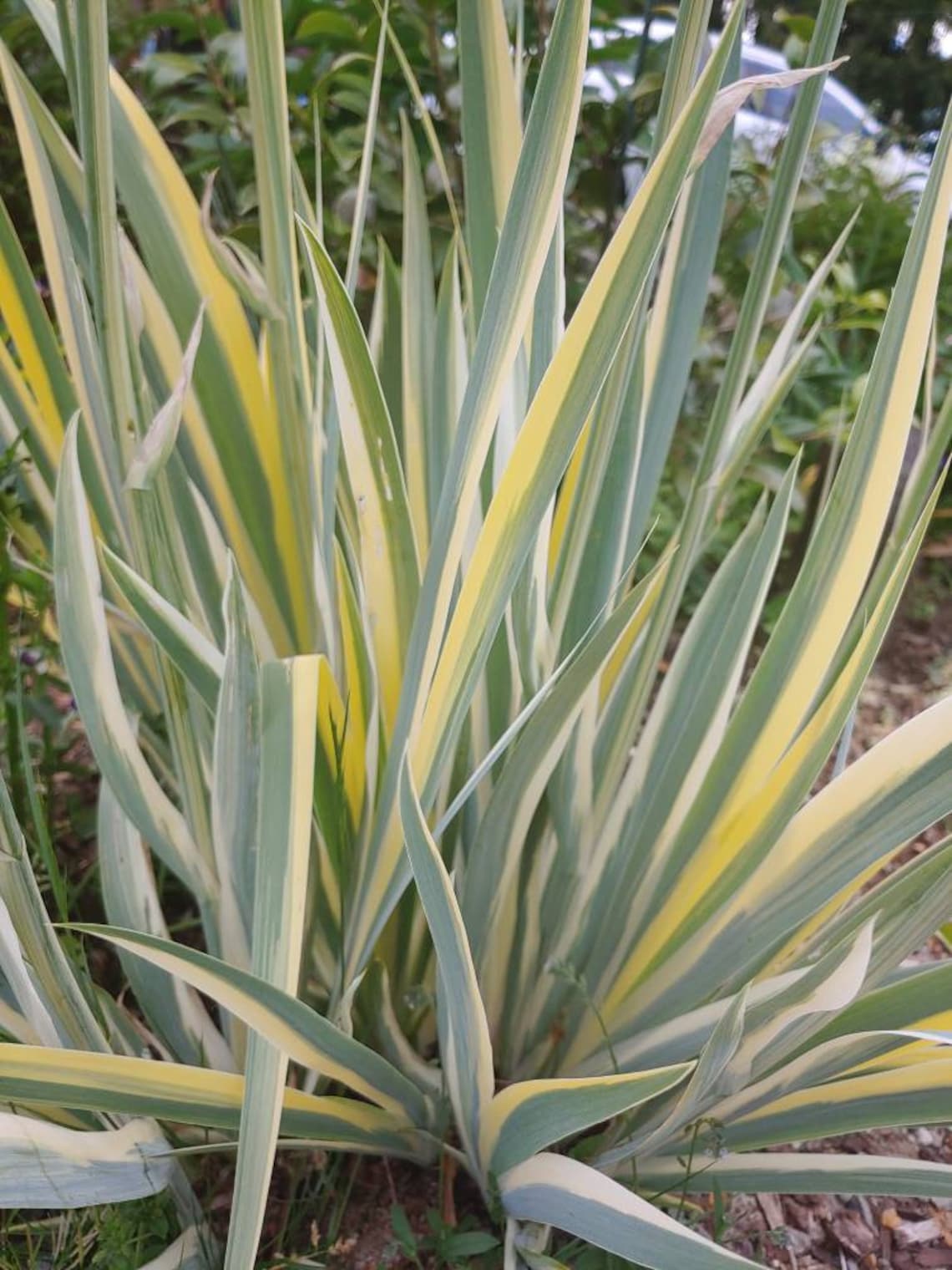 Bearded Zebra Iris Pallida Aureo Variegata Gold Variegated 1 | Etsy