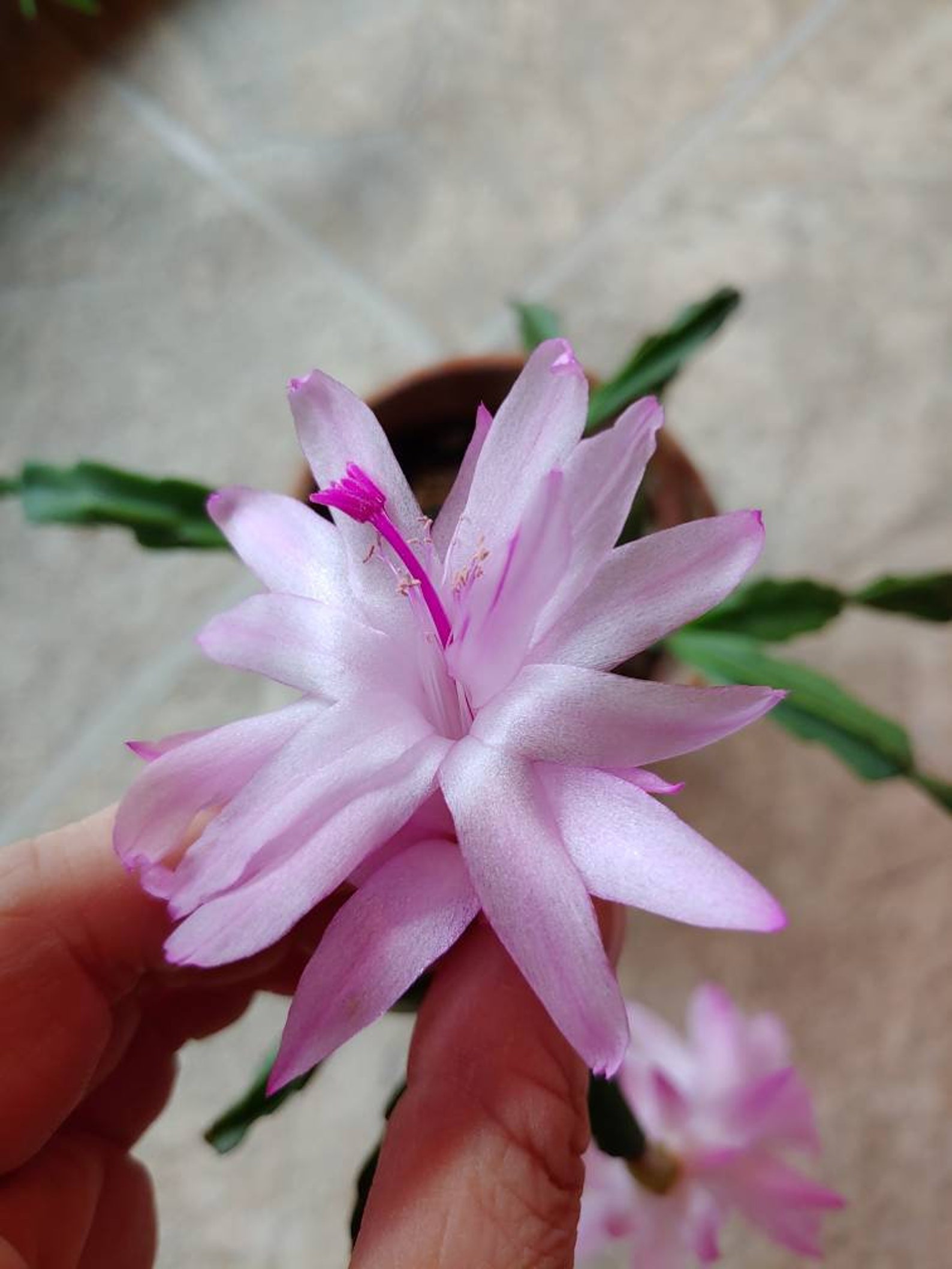 Very Rare Exotica agnetha 1 Fresh Cutting 4 - Etsy