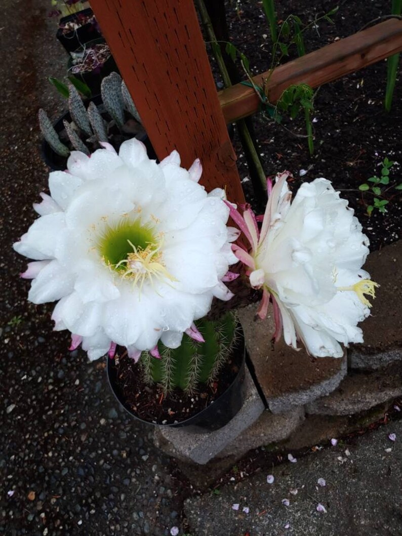 Trichocereus Hybrid Sun Goddess With Huge Bloom Cactus | Etsy