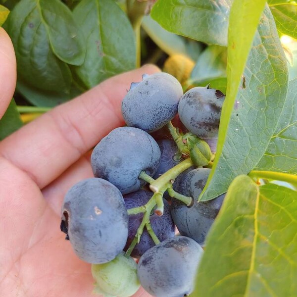 Blueberry Plant - Etsy
