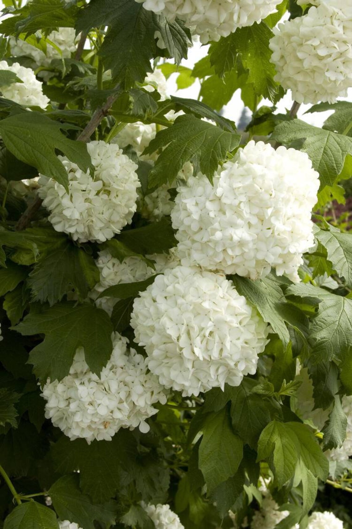 Snowball Bush Common Snowball 10 Fresh Cutting With No Root No - Etsy