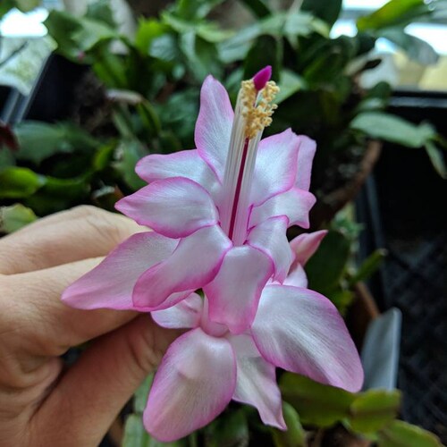 Christmas Cactus 1 Rooted Plant limelight Dancer | Etsy