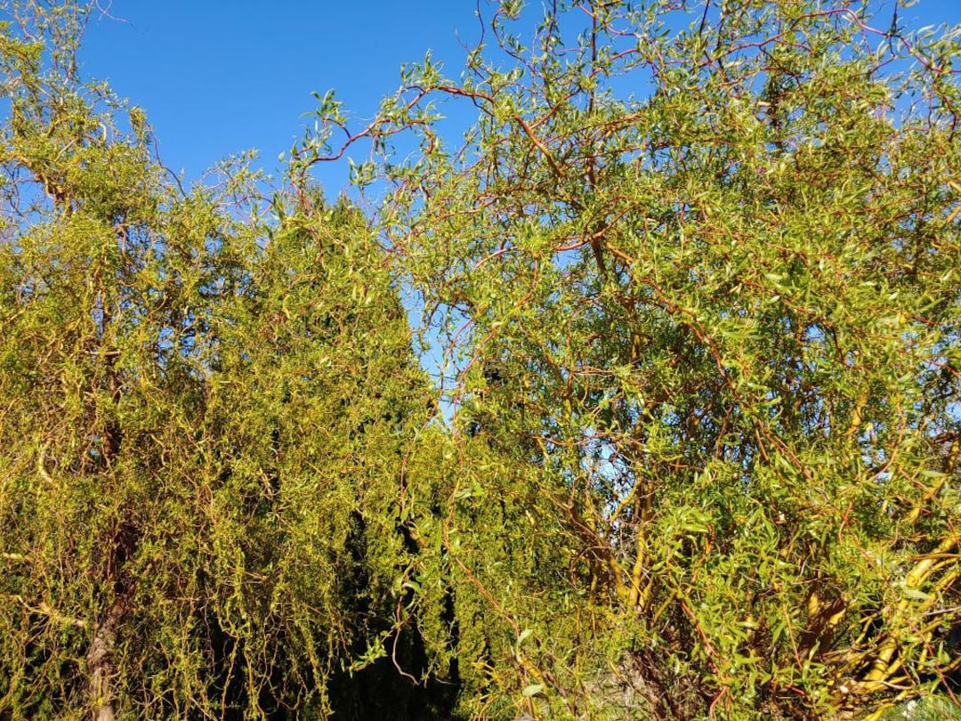 Curly Willow 40 Cutting Easy to Root in Water Perennial Curly Willow or ...