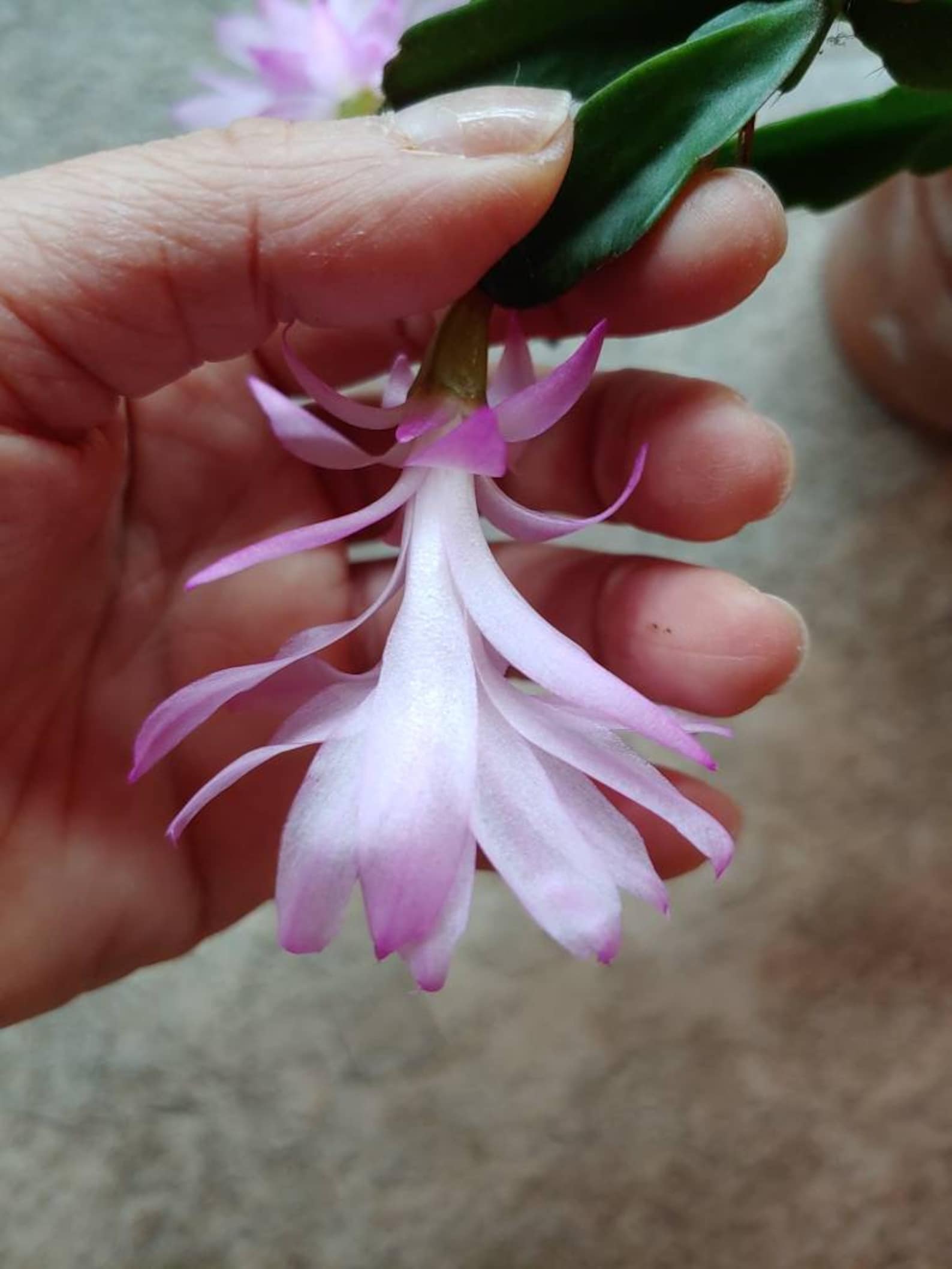 Very Rare Exotica agnetha 1 Fresh Cutting 4 - Etsy