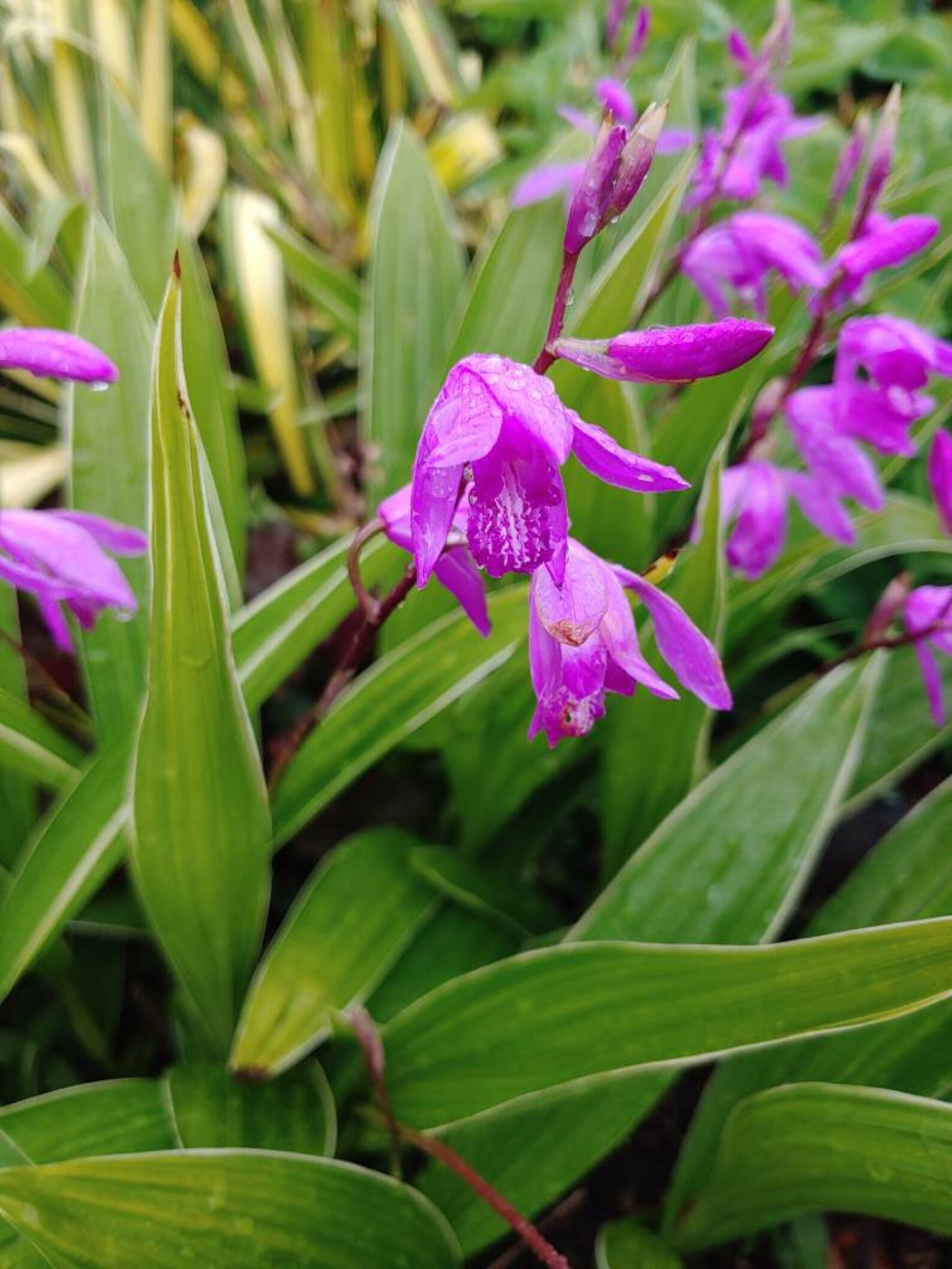 Bletilla Striata Variegata Albostriata Pink Hardy Ground - Etsy