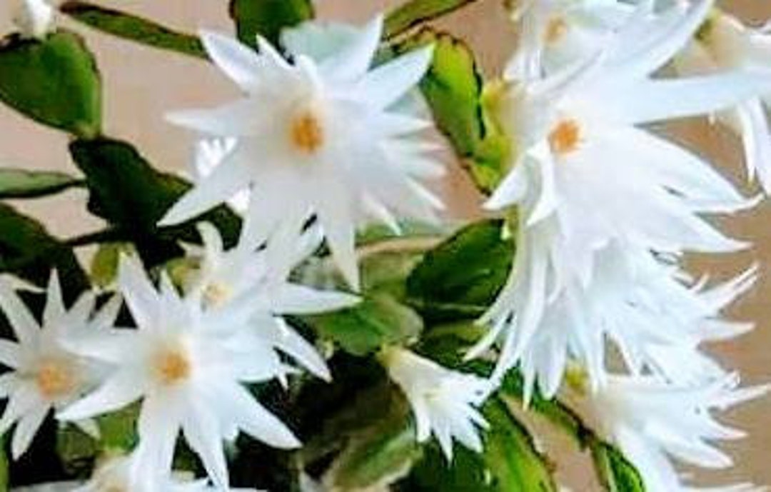 Easter Cactus sirius 1 Rooted Plantin Bud White Color Spring Cactus ...