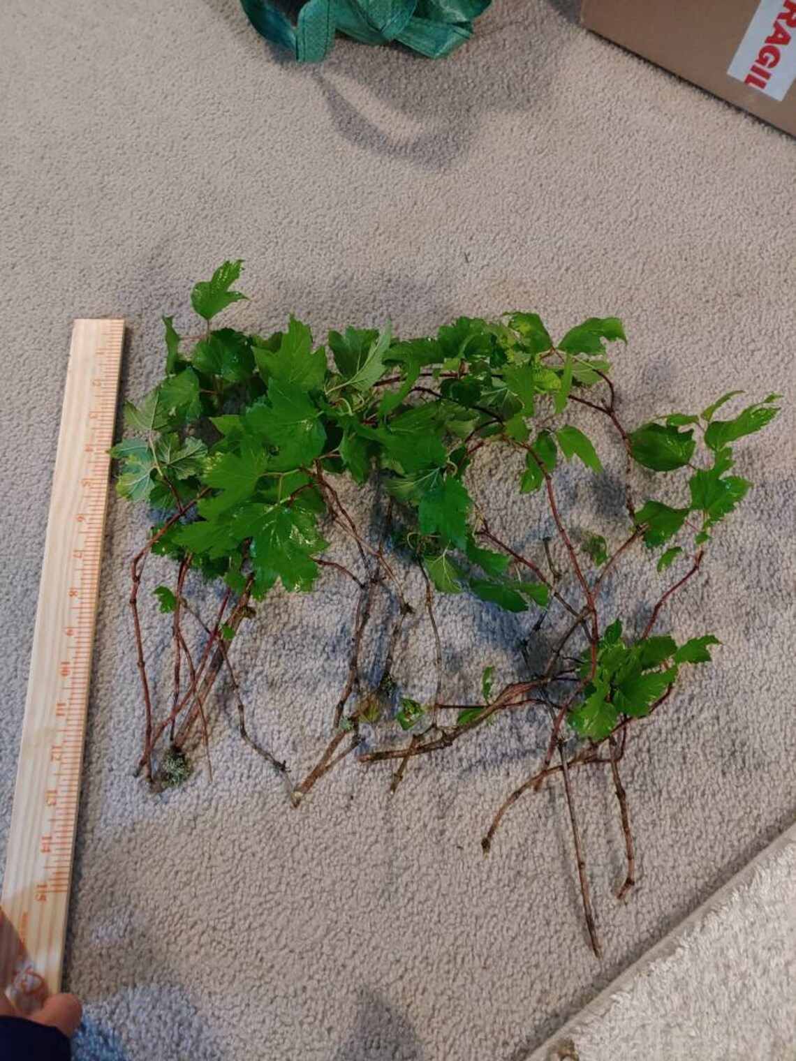 Snowball Bush Common Snowball 10 Fresh Cutting With No Root No - Etsy