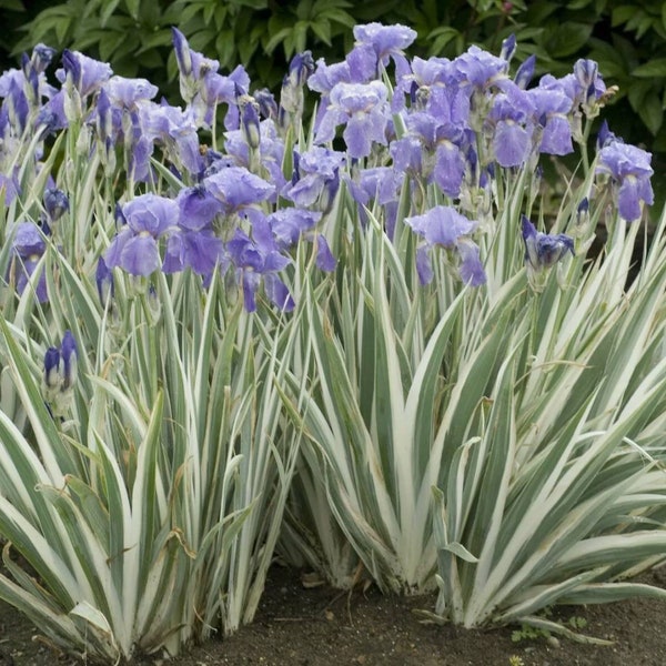 Variegated Plant - Etsy