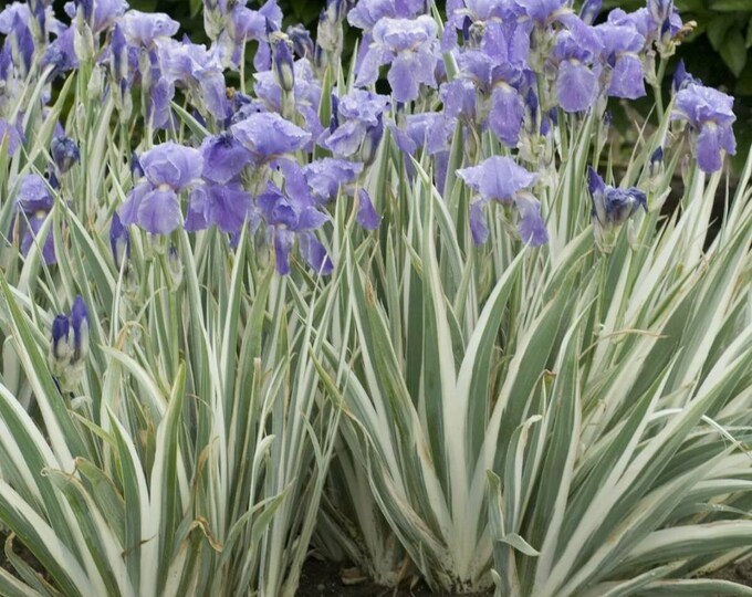 Bearded Zebra Iris Pallida Aureo Variegata White Variegated 1 Rooted ...