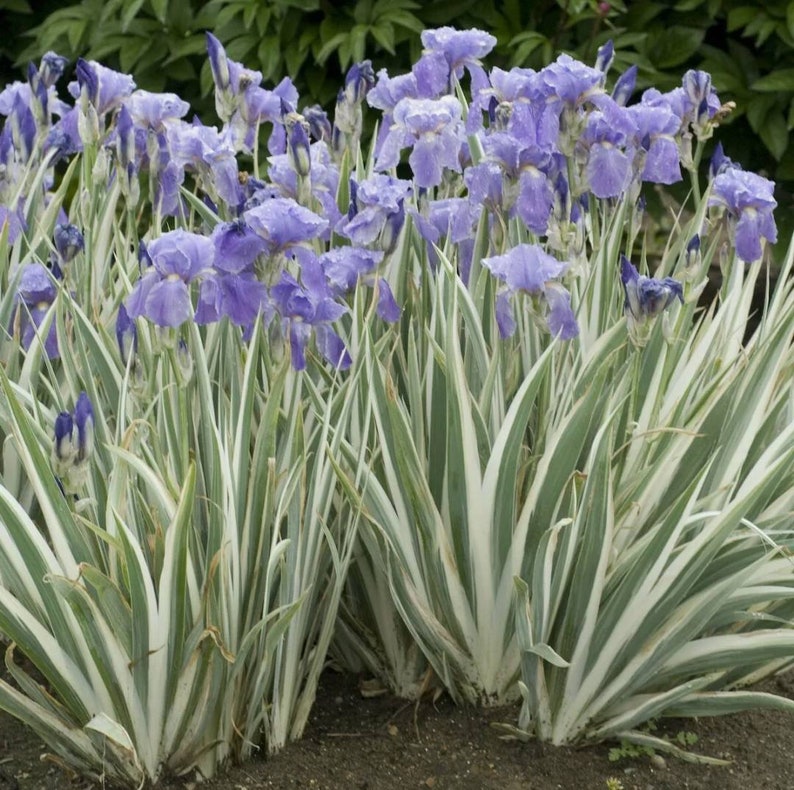 Bearded Zebra Iris Pallida Aureo Variegata White Variegated 1 - Etsy