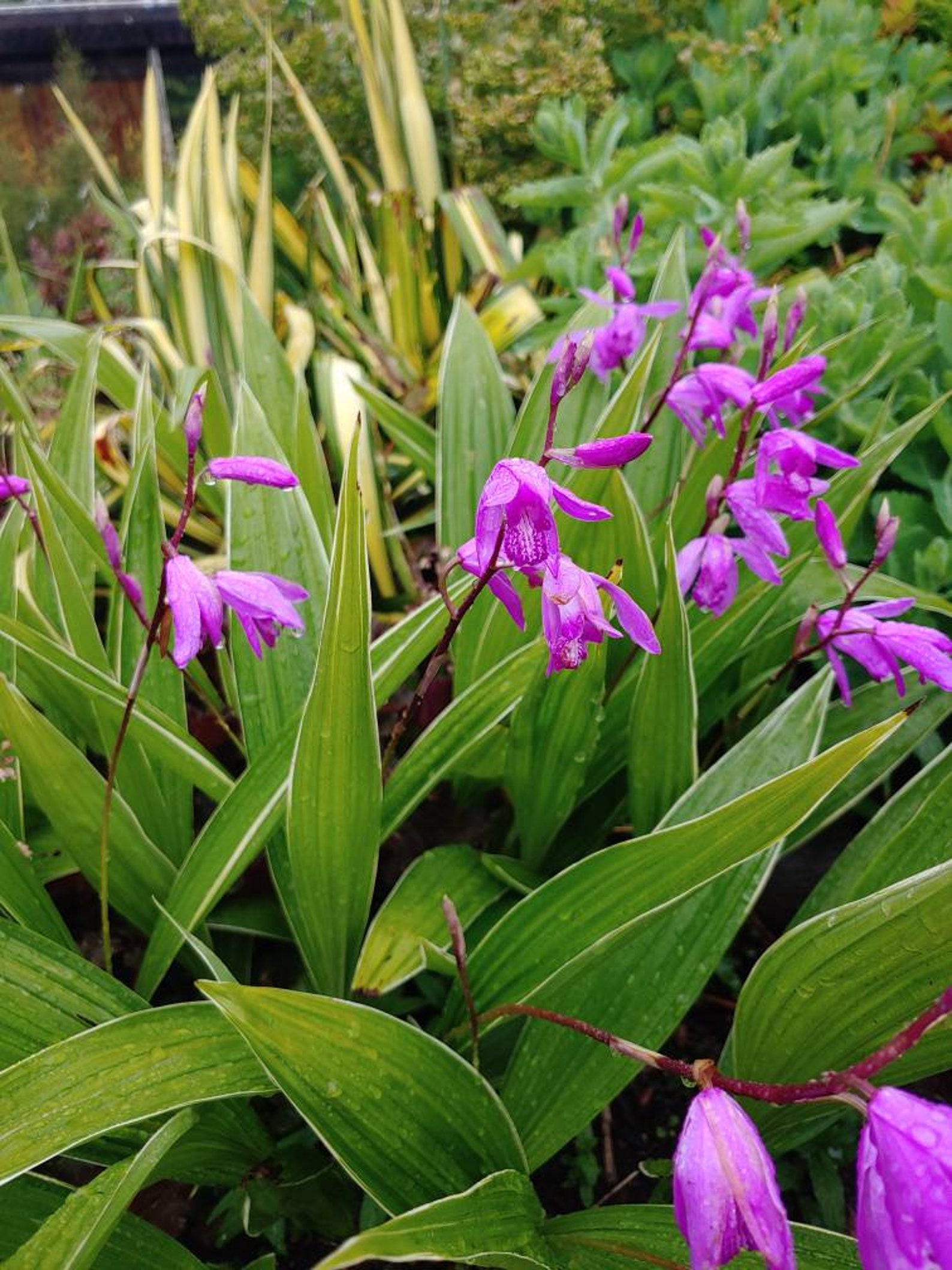 Bletilla Striata Variegata Albostriata Pink Hardy Ground - Etsy