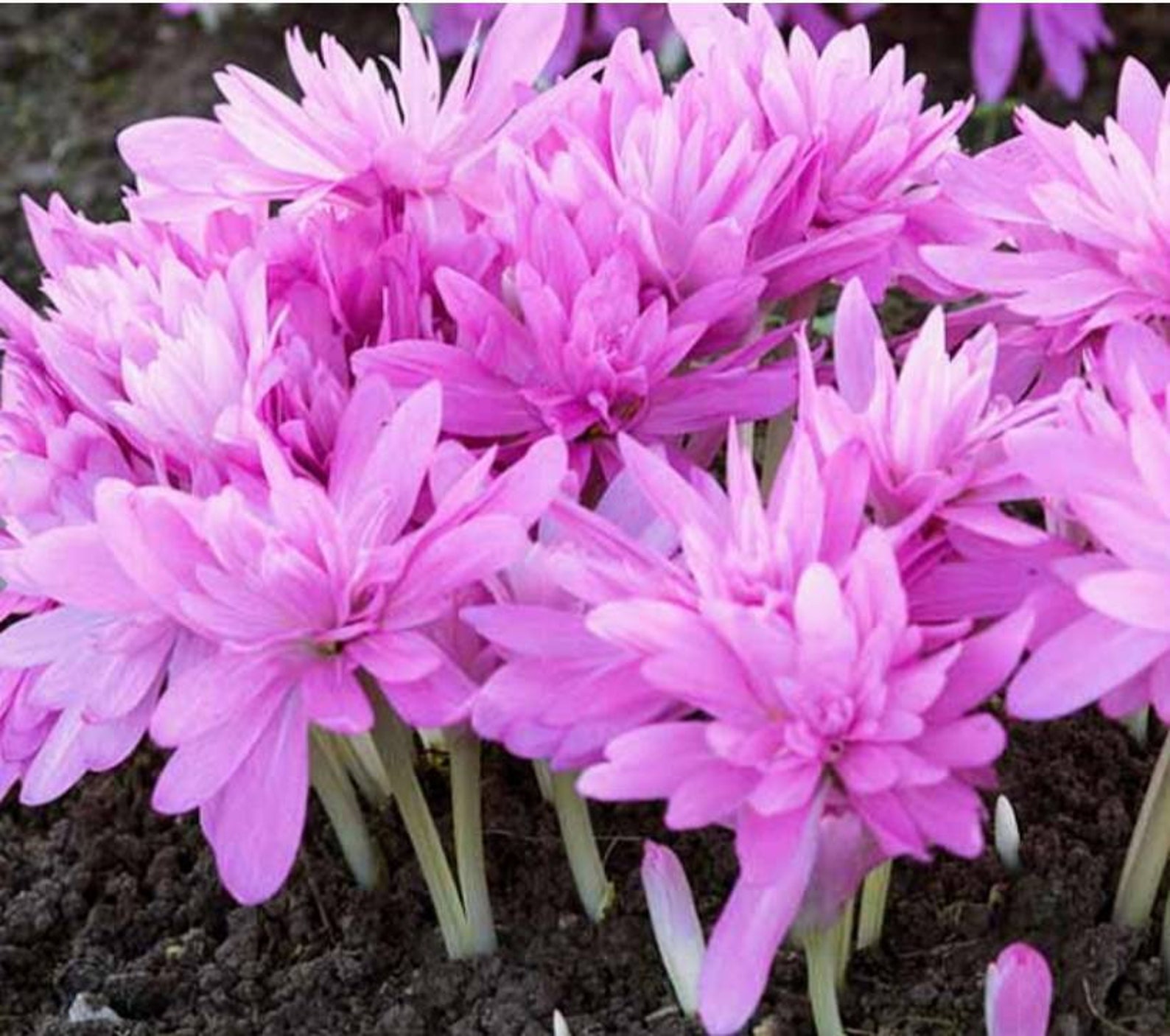 Colchicum 'waterlily' Pink Double Color Fall Blooming Flower Perennial ...