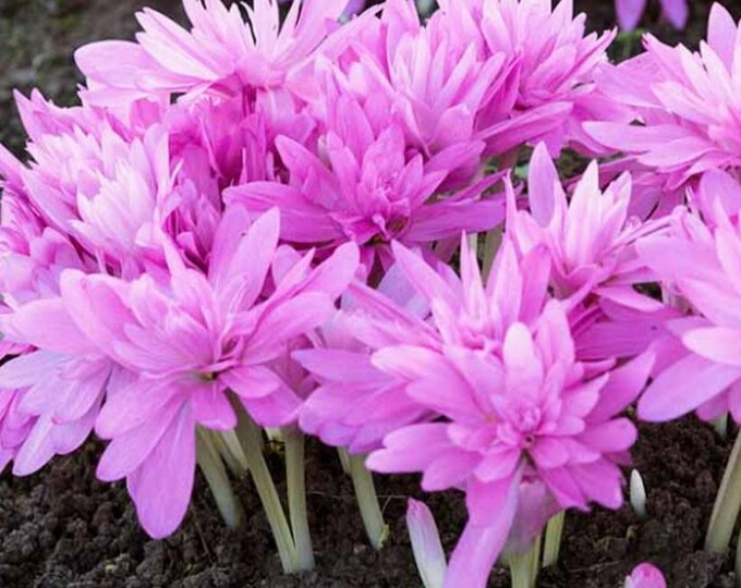 Colchicum 'waterlily' Pink Double Color Fall Blooming Flower Perennial ...
