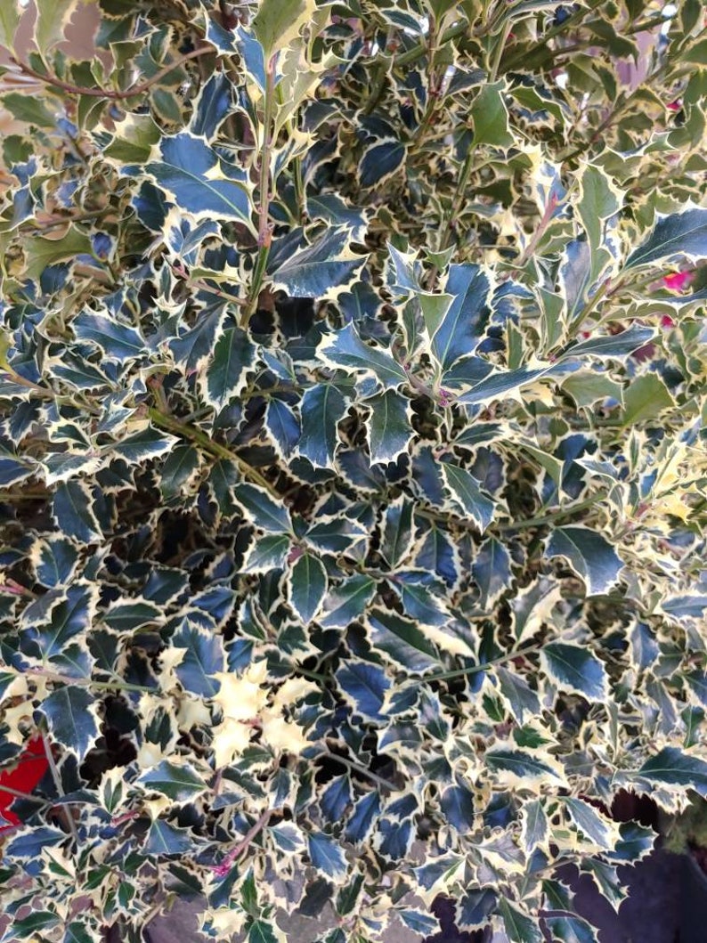English Holly Silver Variegated 5 Fresh Cutting Without Root. - Etsy