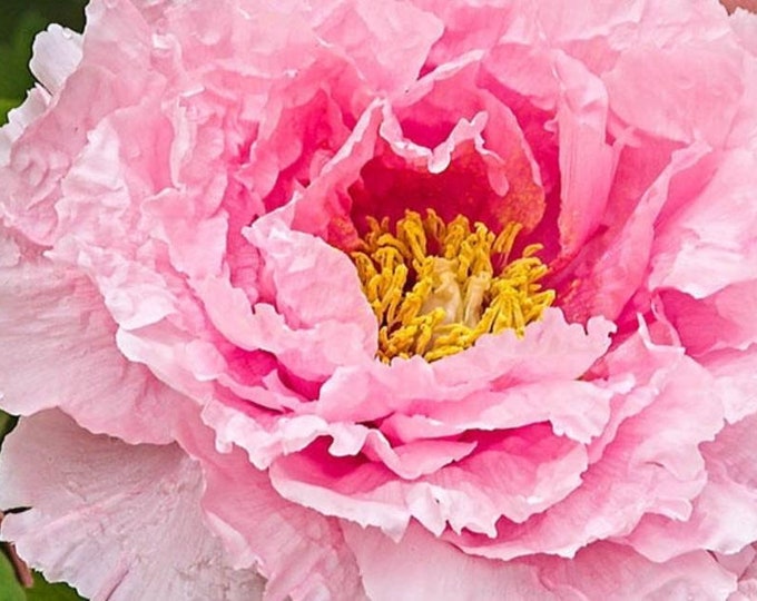 Tree Peony 'hanakisoi" Tree Peony Peony 1 Bare Rooted Plant. About 4 ...