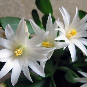 Easter Cactus sirius 1 Rooted Plantin Bud White Color Spring Cactus ...