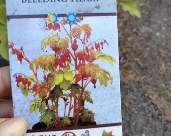 Bleeding Heart Plant - Etsy