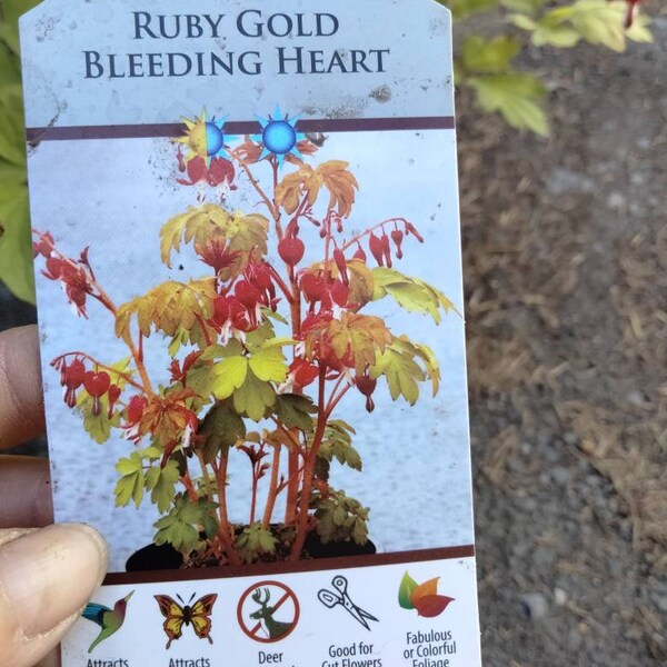 Bleeding Heart Plant - Etsy