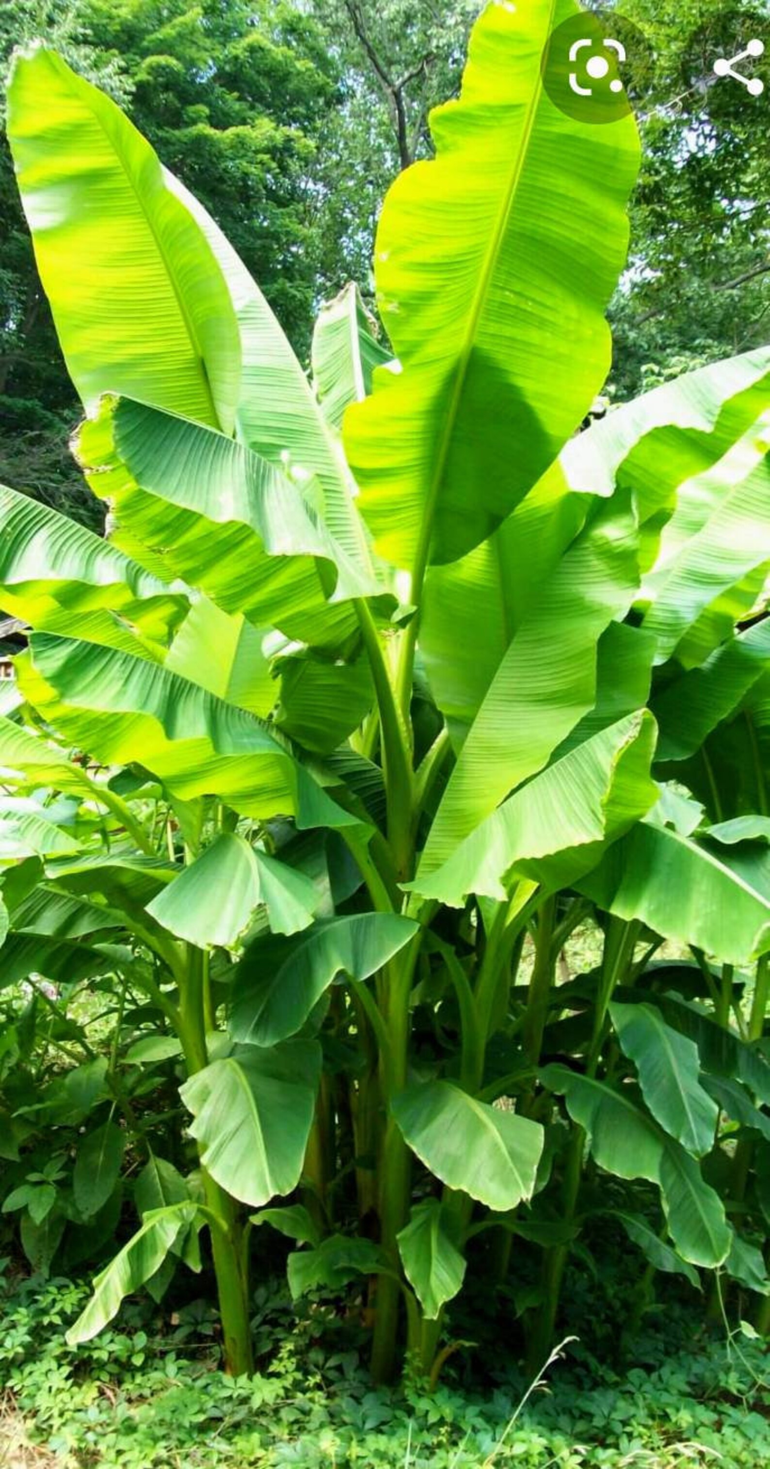 Banana Tree Hardy Banana Tree Perennials Cold Hardy in 2 Gallon Outdoor ...