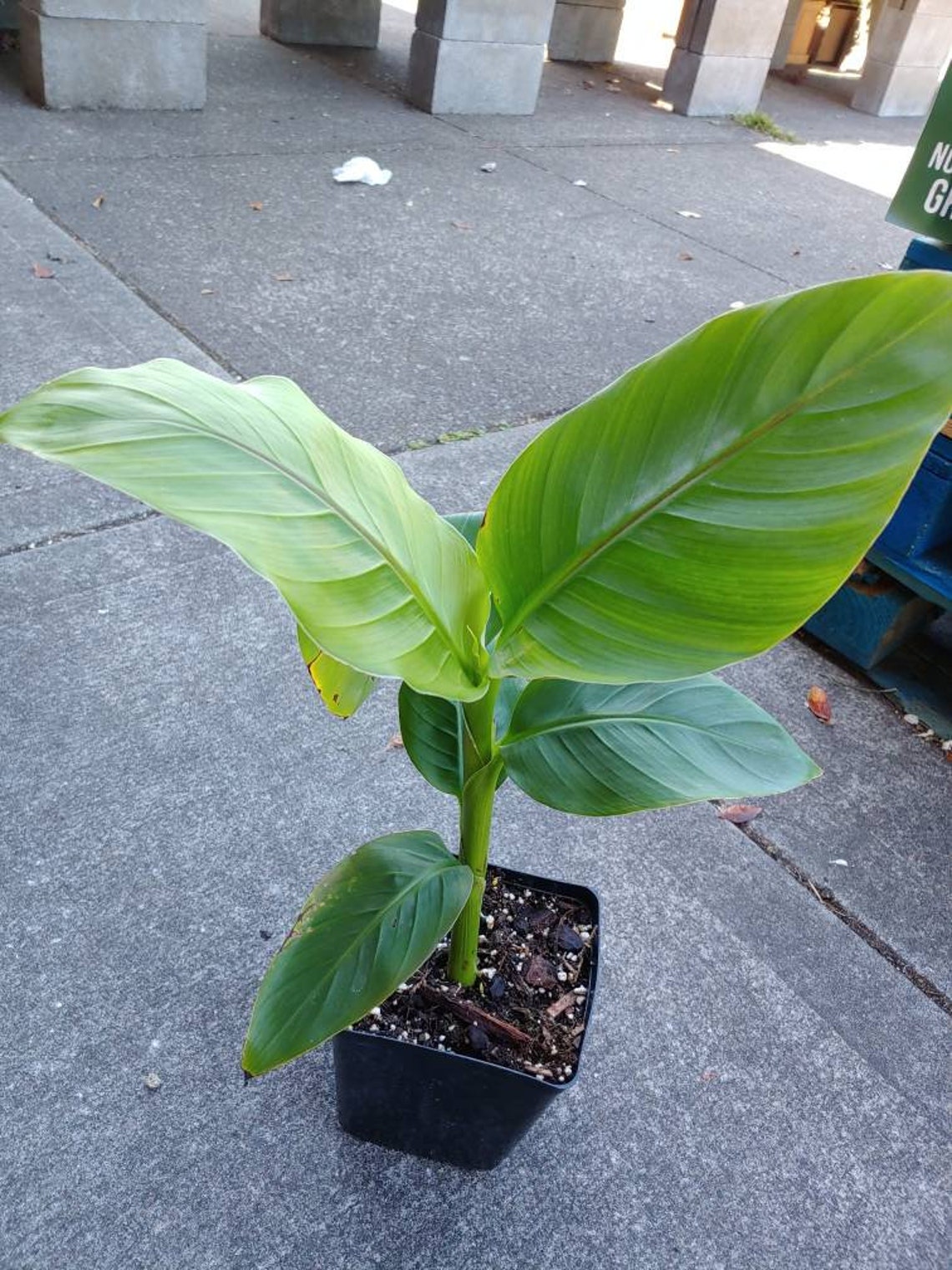 Banana Tree Hardy Banana Tree Perennials Cold Hardy in 2 Gallon Outdoor ...