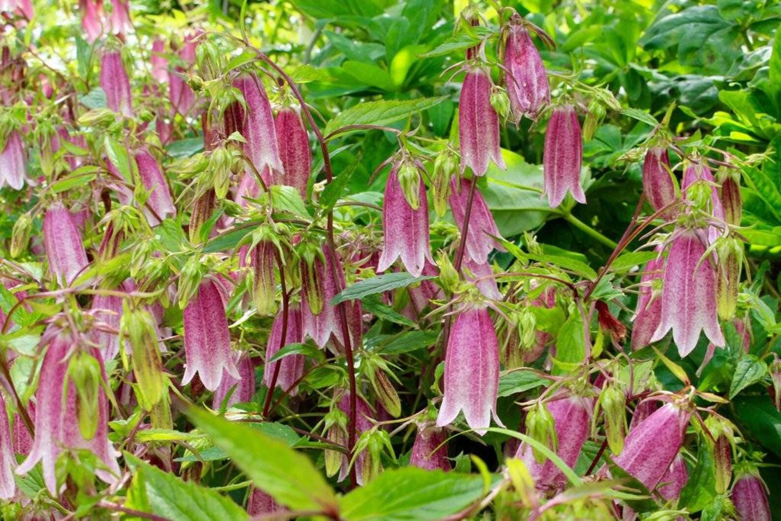 Korean Pink Bell Flower Hardy Perennial Flowers Outdoor 5 | Etsy