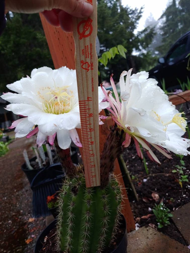 Trichocereus Hybrid Sun Goddess With Huge Bloom Cactus | Etsy