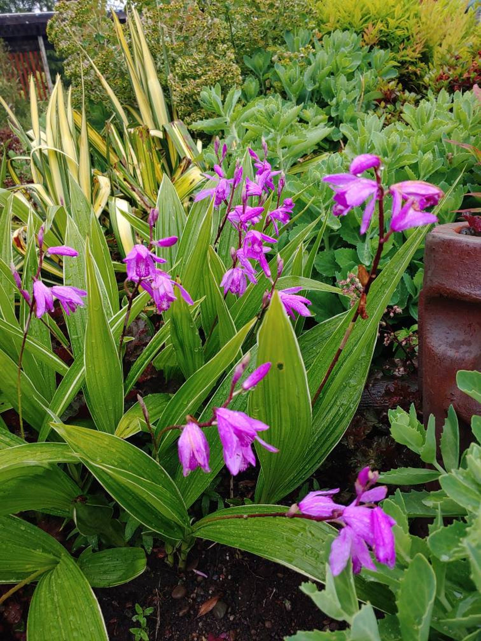Bletilla Striata Variegata Albostriata Pink Hardy Ground | Etsy