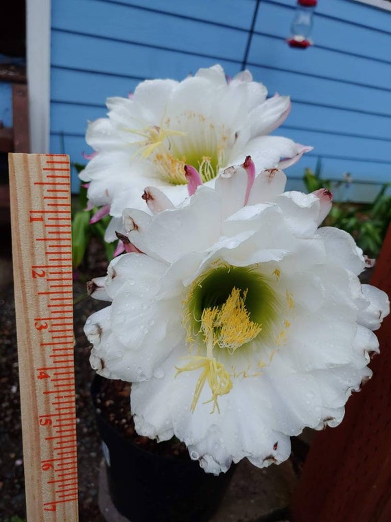 Trichocereus Hybrid Sun Goddess With Huge Bloom Cactus | Etsy