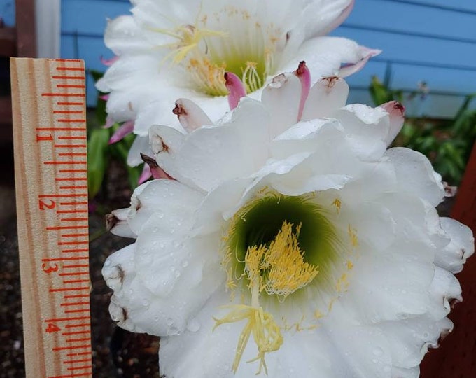 Trichocereus Hybrid Sun Goddess With Huge Bloom Cactus Succulent 1 ...